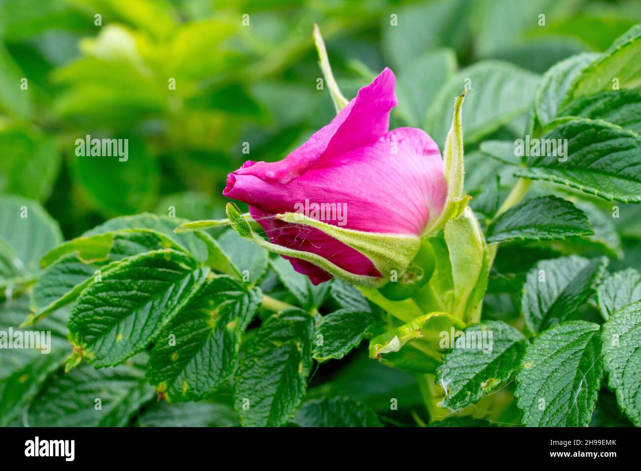 Wild Rose (rosa rugosa rubra), also known as Japanese Rose, close up ...