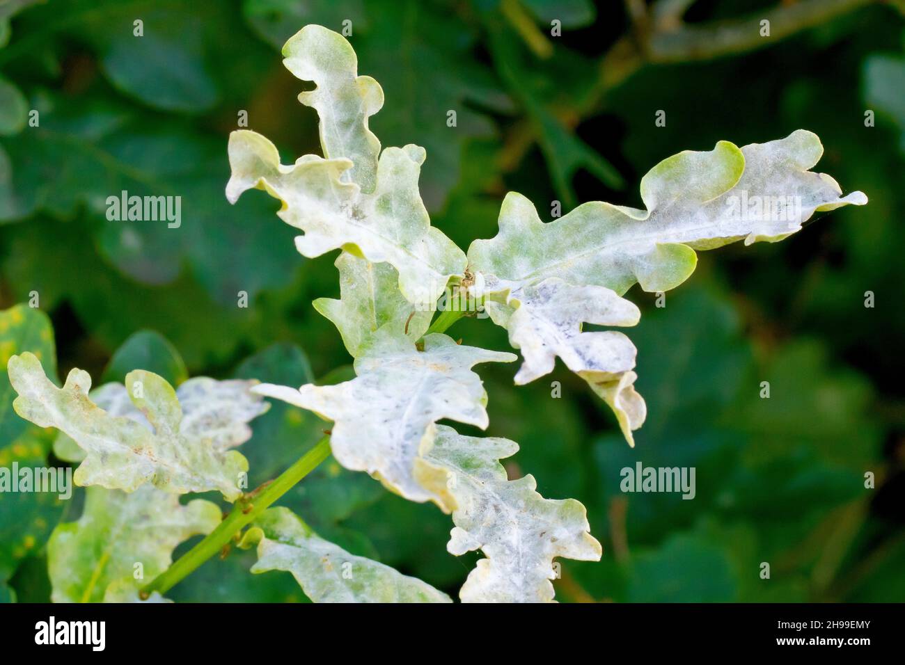 Close up of oak leaves (quercus) covered in powdery mildew (erysiphe ...
