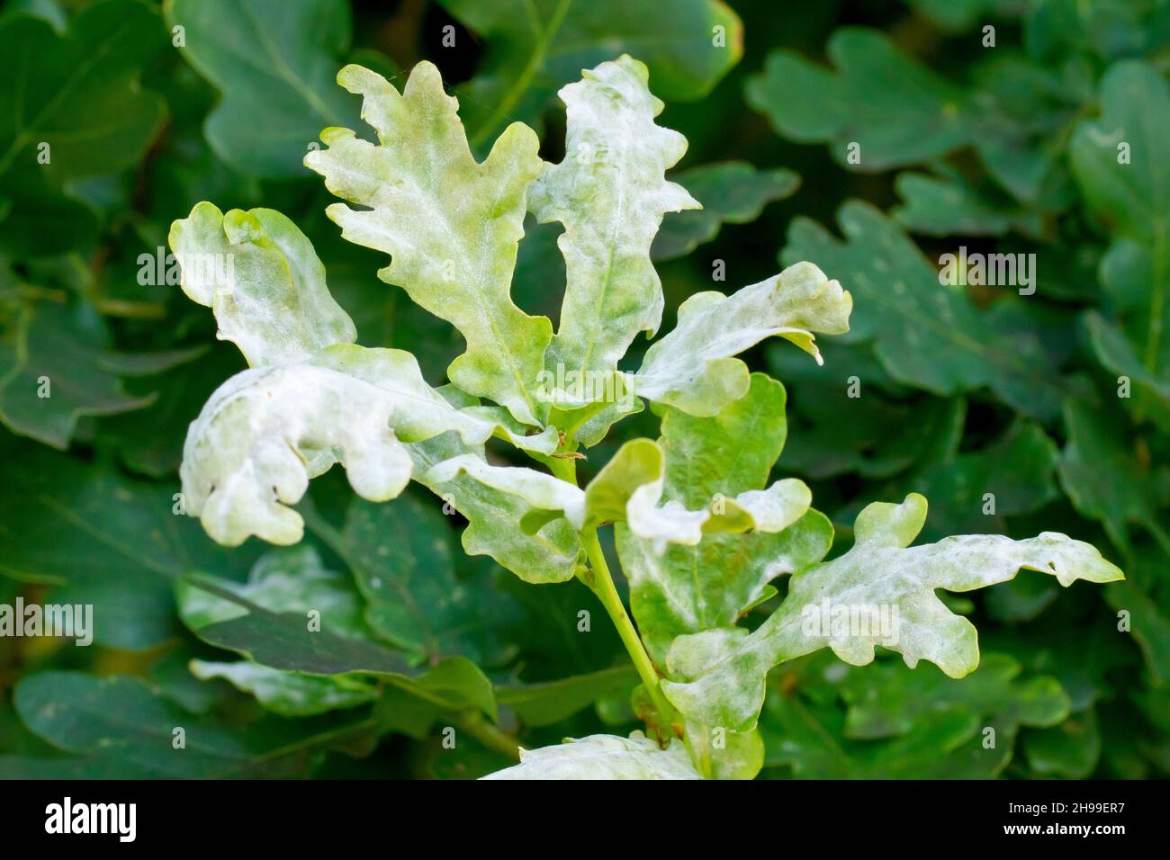 Close up of oak leaves (quercus) covered in powdery mildew (erysiphe ...
