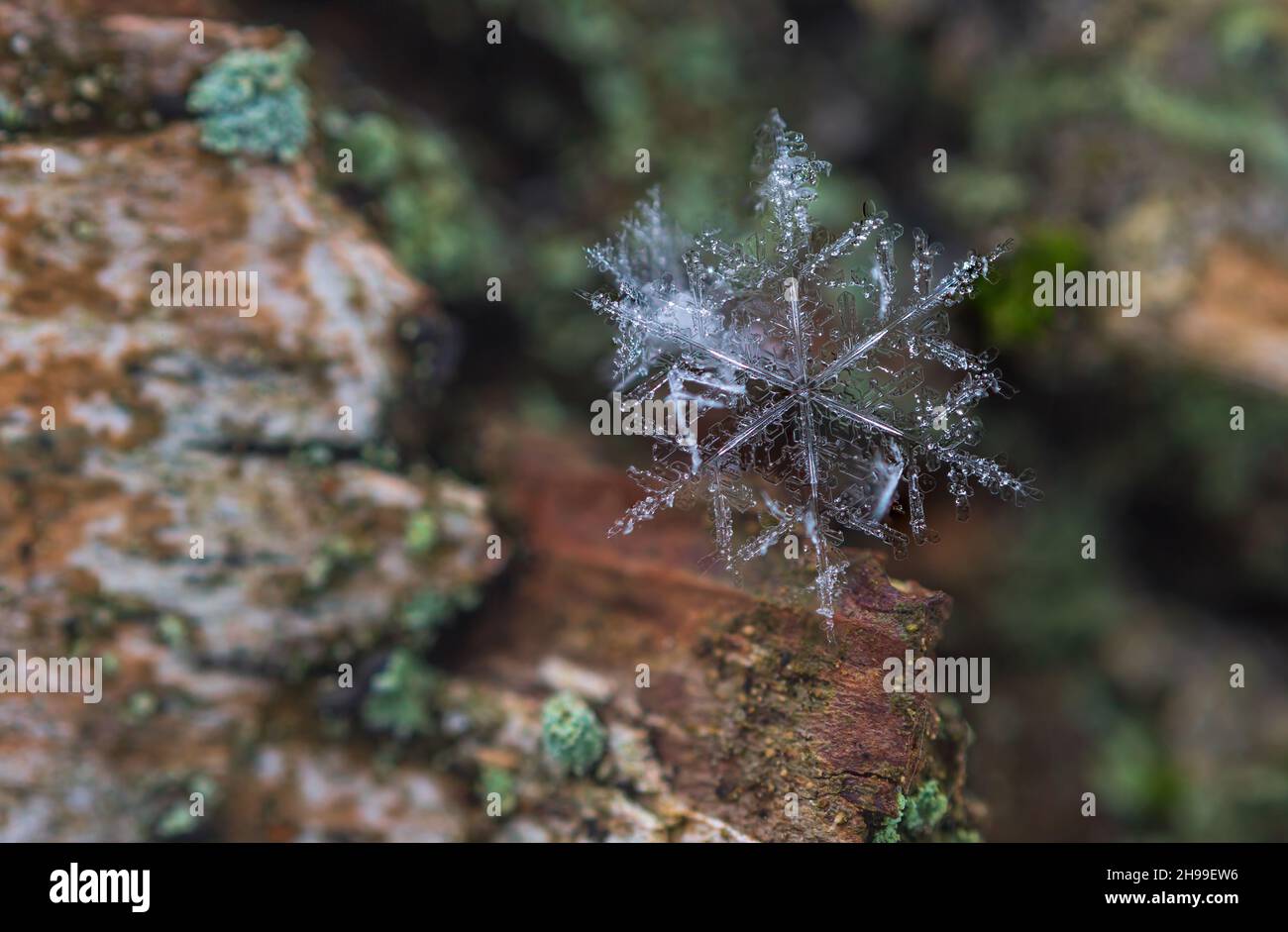 Macro photo of real snow crystal on a tree This is small snowflake with ...