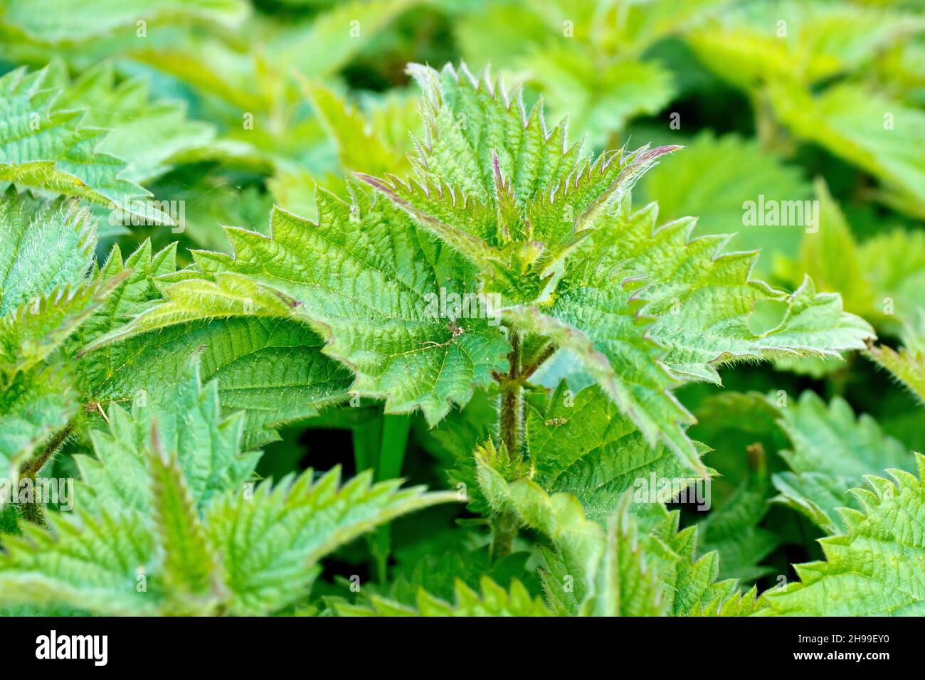 Common or Stinging Nettle (urtica dioica), close up showing a young ...