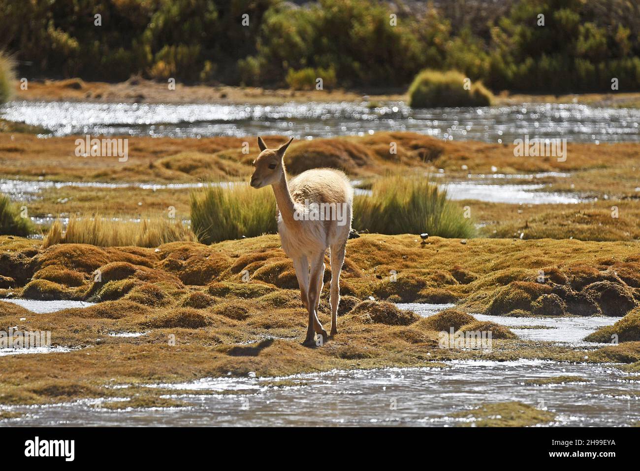 A beautiful shot of a vicuna walking on the grass near the Atacama ...