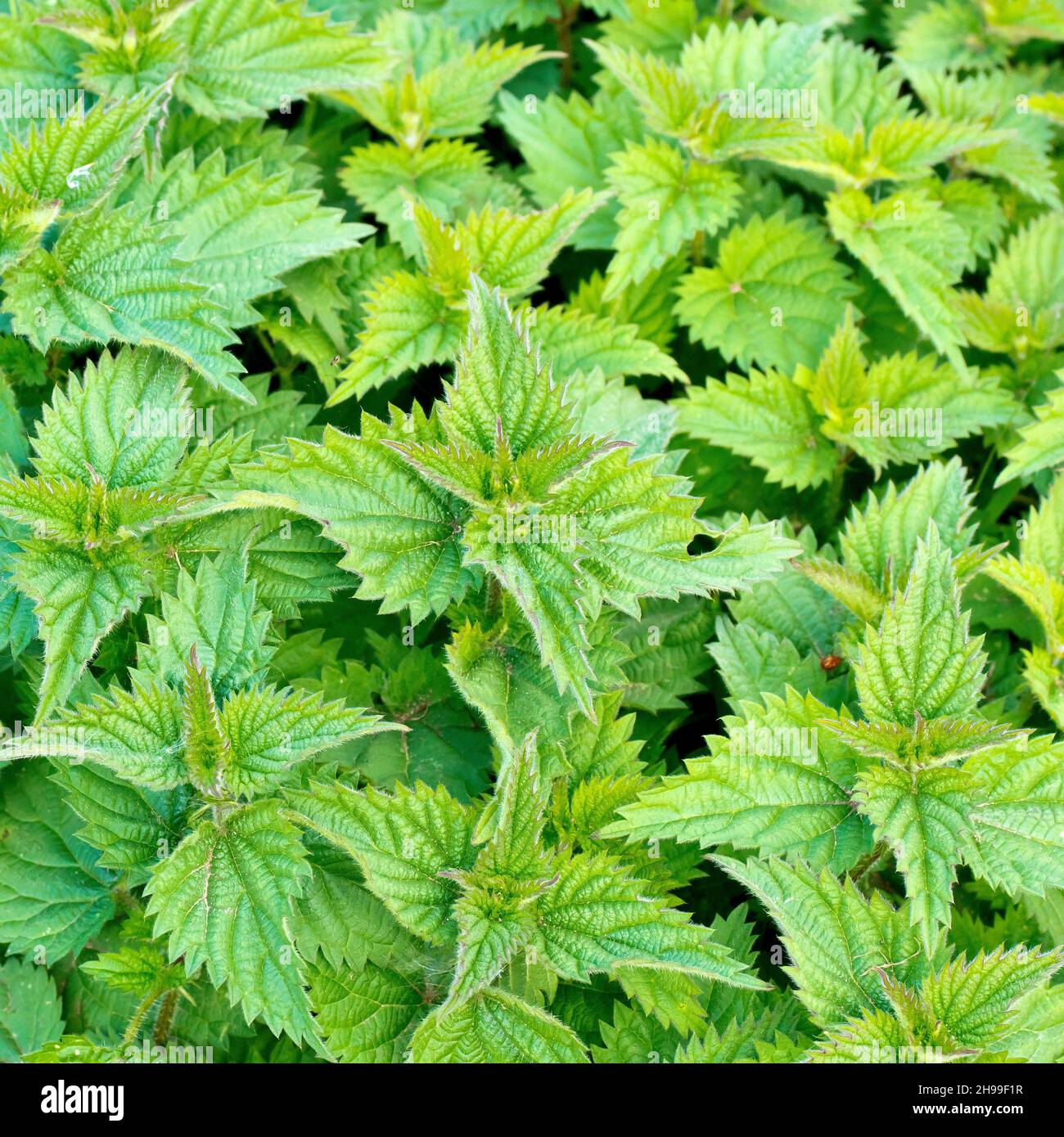 Common or Stinging Nettle (urtica dioica), close up showing a cluster ...