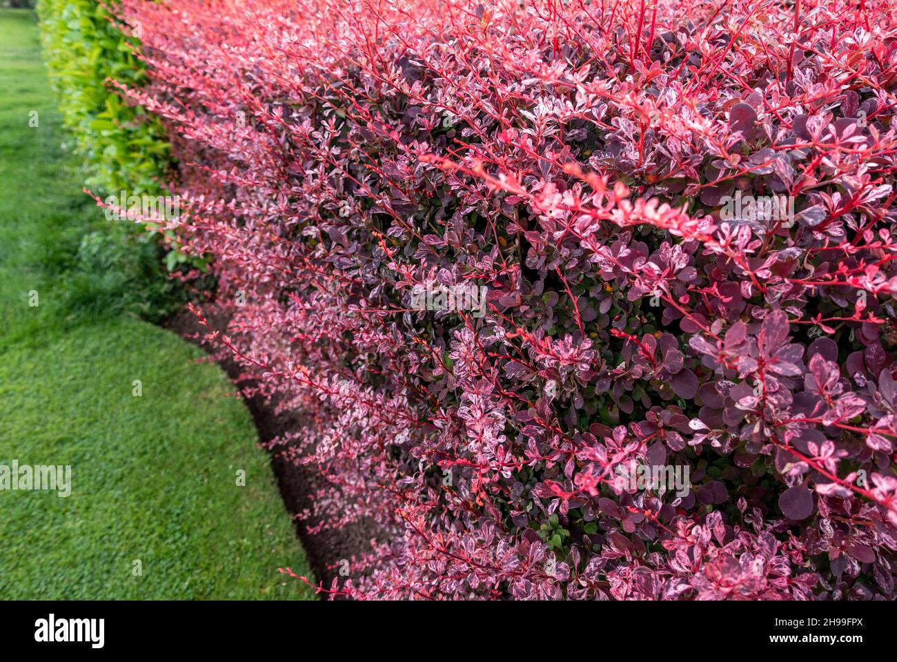 Japanese barberry hedge hi-res stock photography and images - Alamy