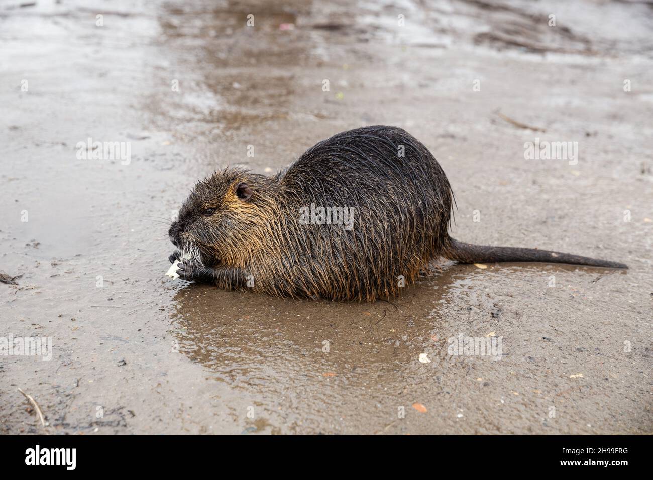 Nutria prague hi-res stock photography and images - Alamy