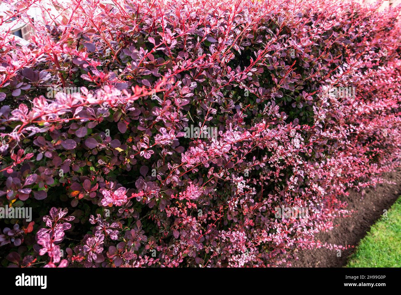 Japanese barberry hedge hi-res stock photography and images - Alamy