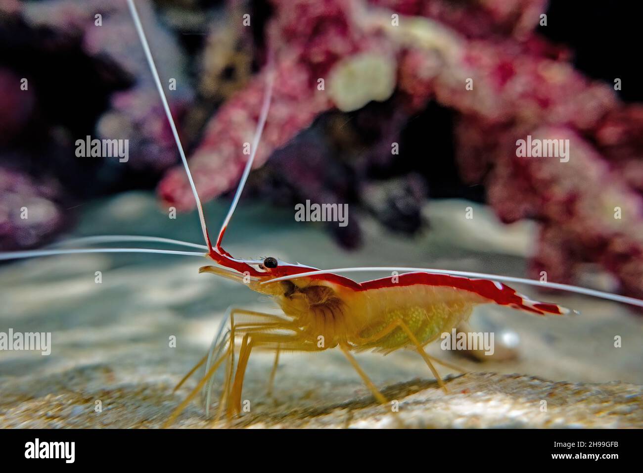 The Scarlet Skunk Cleaner Shrimp, (Lysmata amboinensis Stock Photo - Alamy