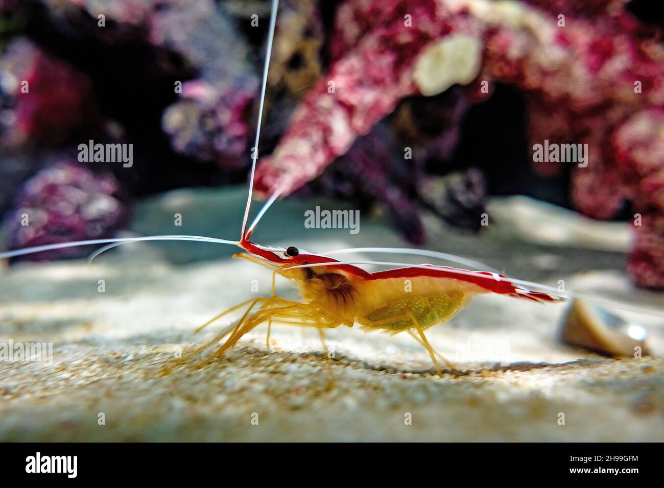 The Scarlet Skunk Cleaner Shrimp, (Lysmata amboinensis Stock Photo - Alamy