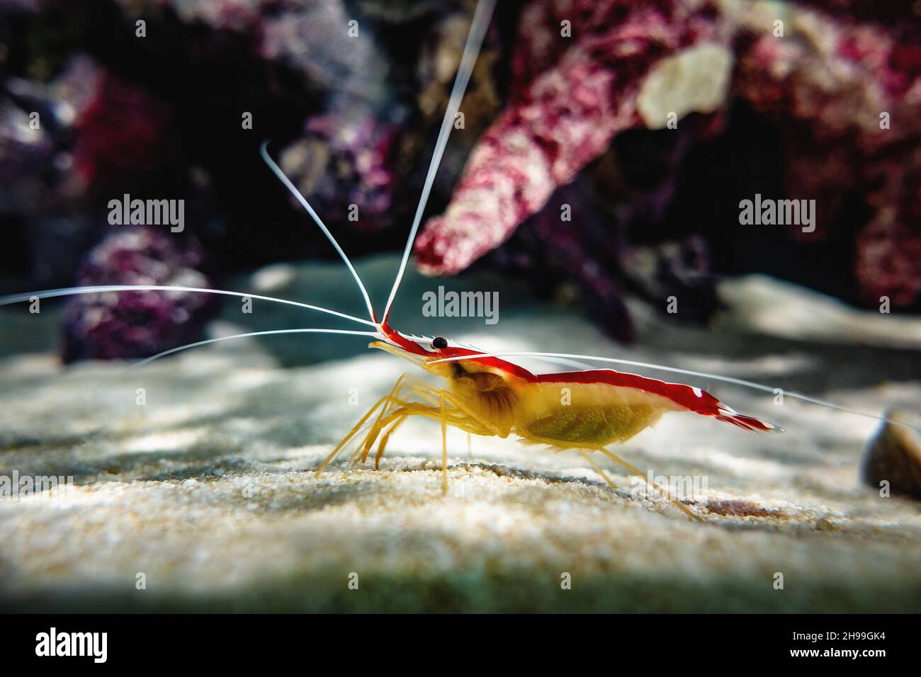 The Scarlet Skunk Cleaner Shrimp, (Lysmata amboinensis Stock Photo - Alamy