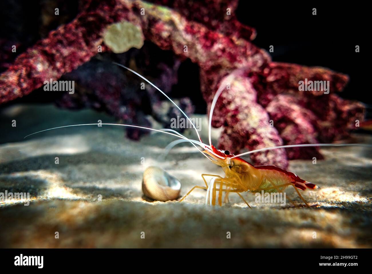 The Scarlet Skunk Cleaner Shrimp, (Lysmata amboinensis Stock Photo - Alamy