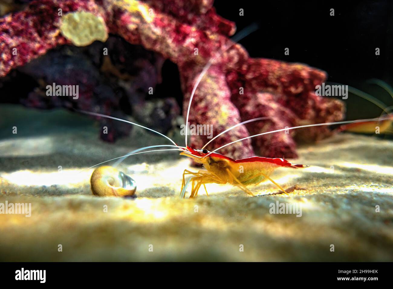 The Scarlet Skunk Cleaner Shrimp, (Lysmata amboinensis Stock Photo - Alamy