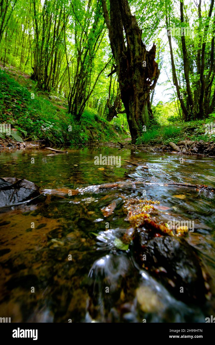 Stream in the forest. stream and forest at spring. landscape of the ...