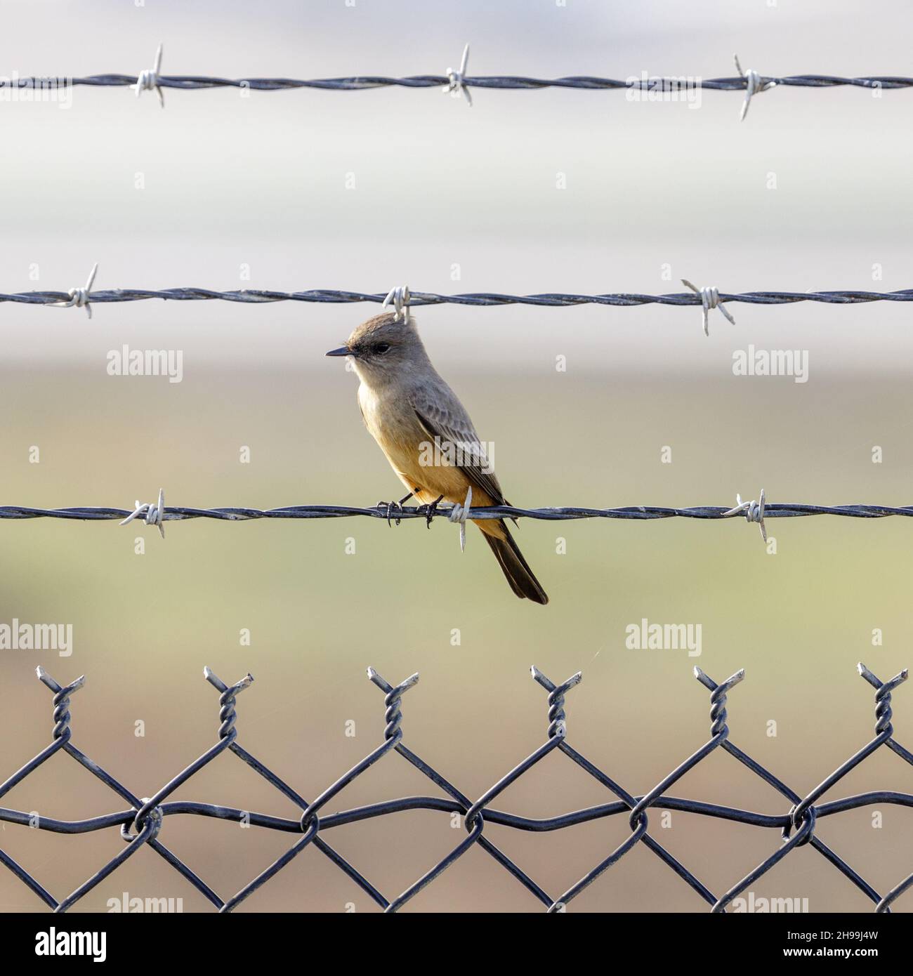 Birds in barbed wire hi-res stock photography and images - Alamy
