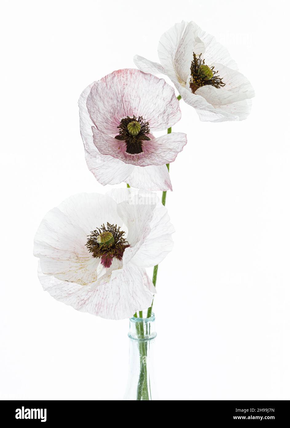 Poppies on white hi-res stock photography and images - Alamy