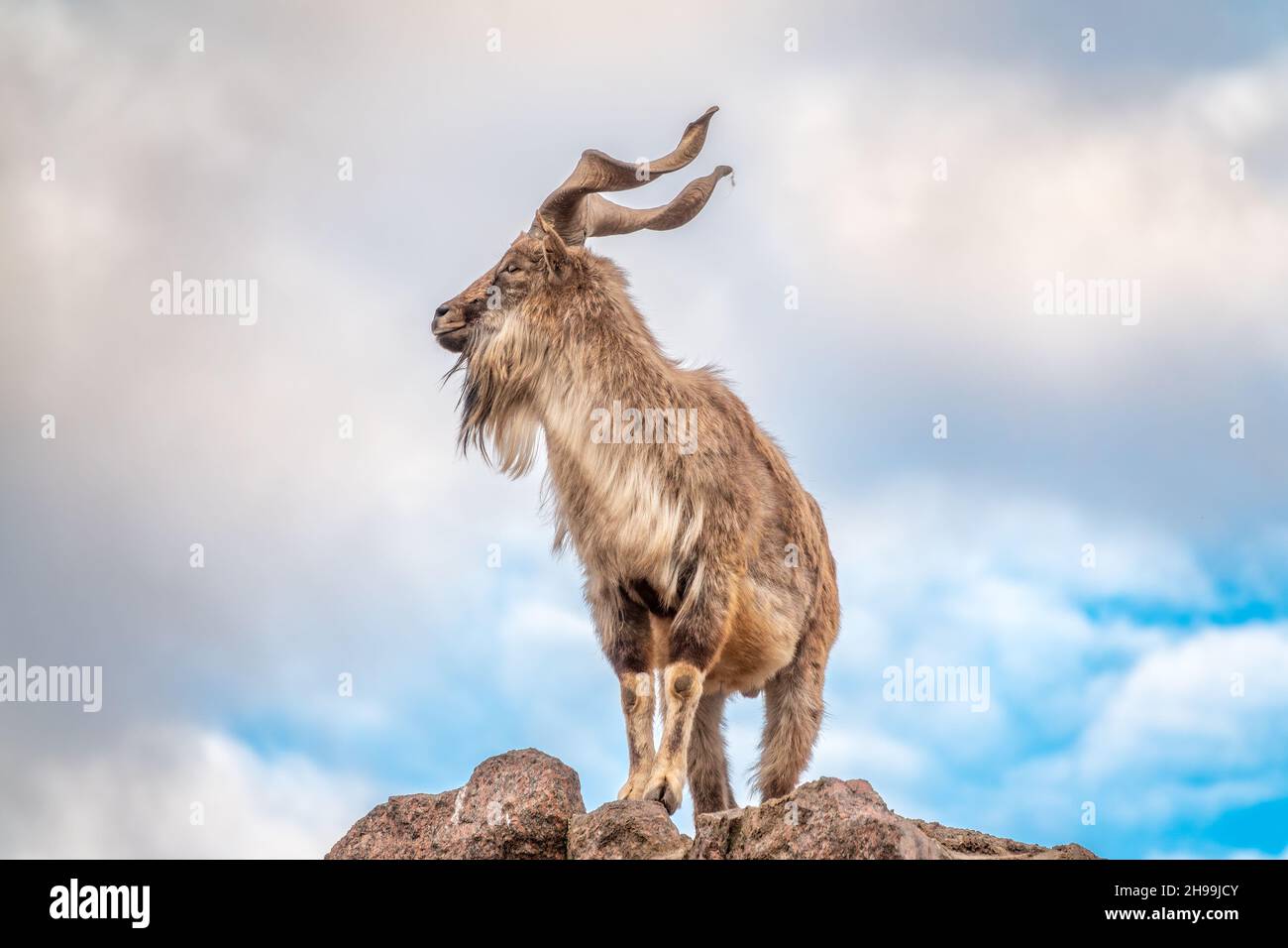 Markhor, Capra falconeri, wild goat native to Central Asia, Karakoram ...