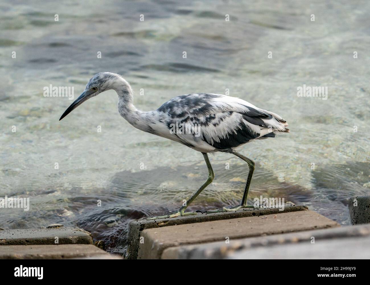Beautiful small gray heron on the coast of a lake Stock Photo - Alamy