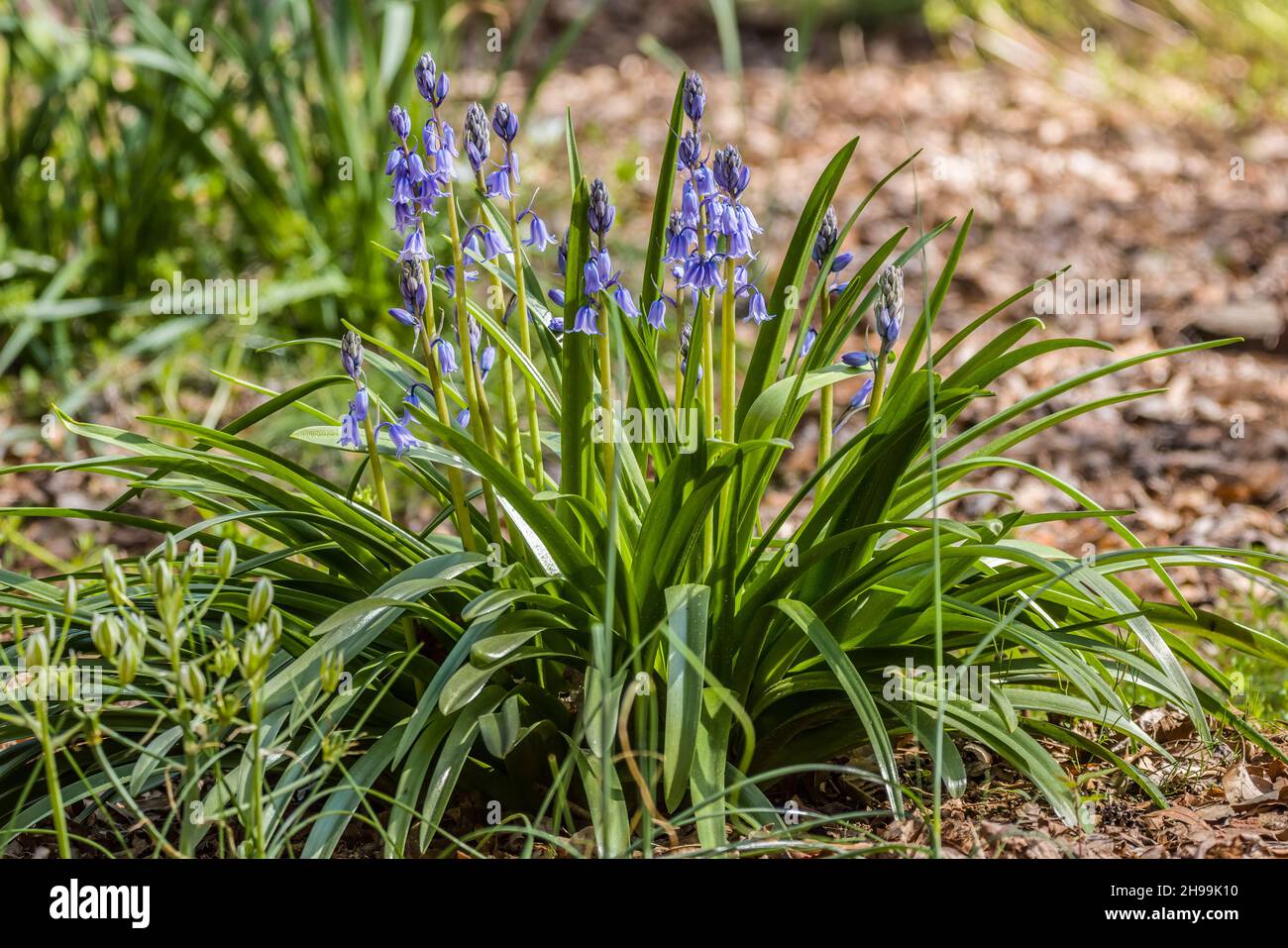 Large clump of bluebell plant growing with dark blue to purple color ...