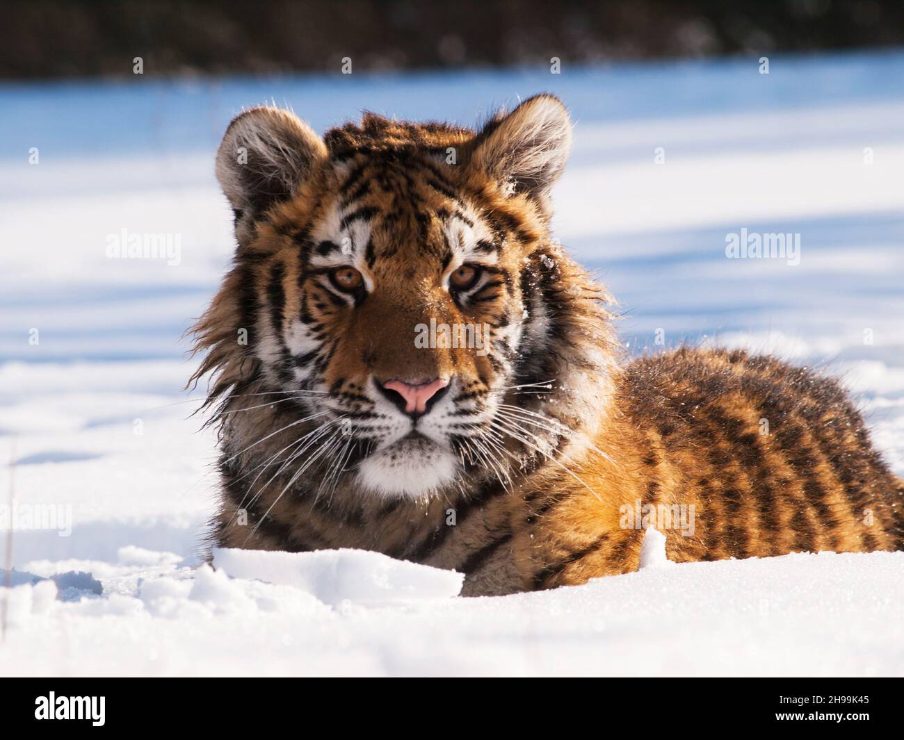 Siberian tiger, Panthera tigris altaica. Wildlife scene with dangerous ...