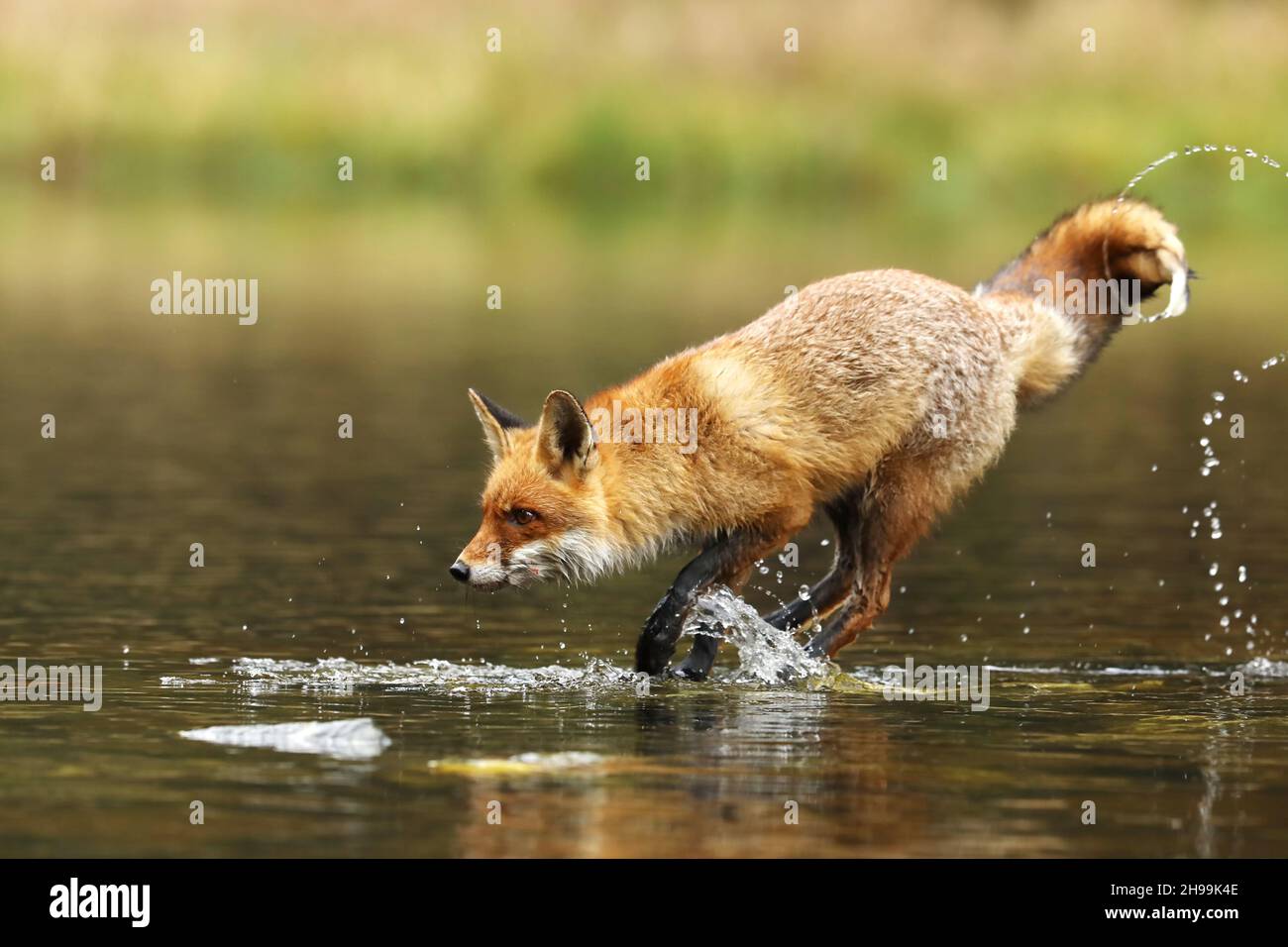Red fox (Vulpes vulpes) catching fish in pond. Action scene in nature ...