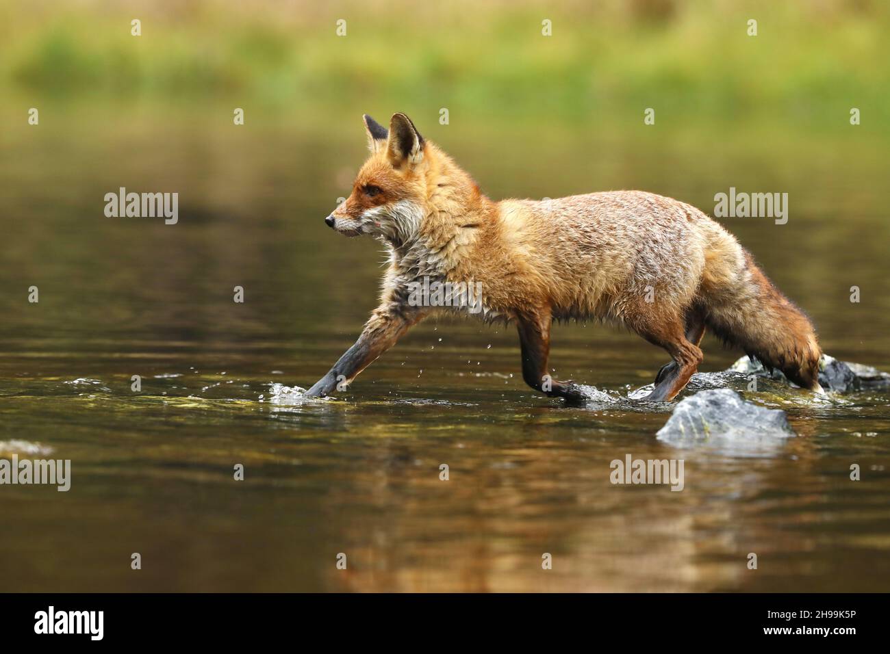 Red fox (Vulpes vulpes) catching fish in pond. Action scene in nature ...