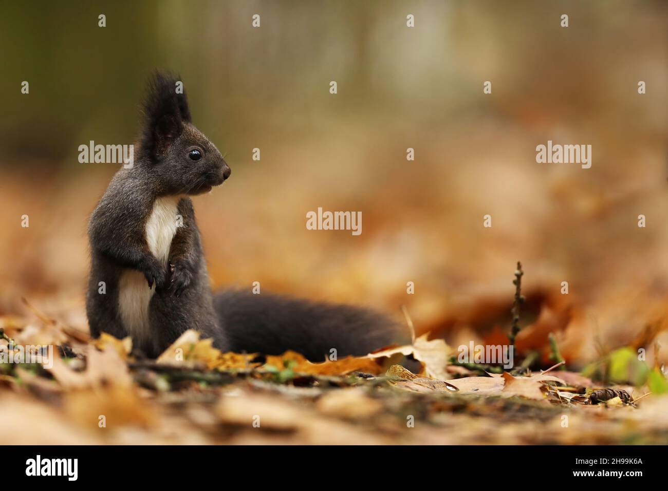 Orange scene hi-res stock photography and images - Alamy
