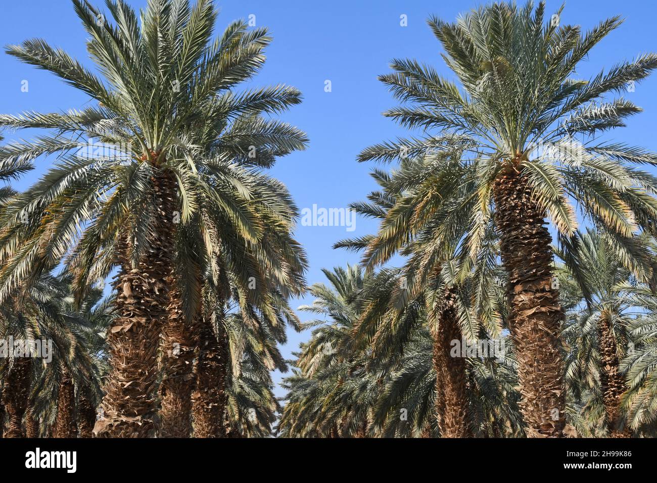 Date palm tree israel hi-res stock photography and images - Alamy