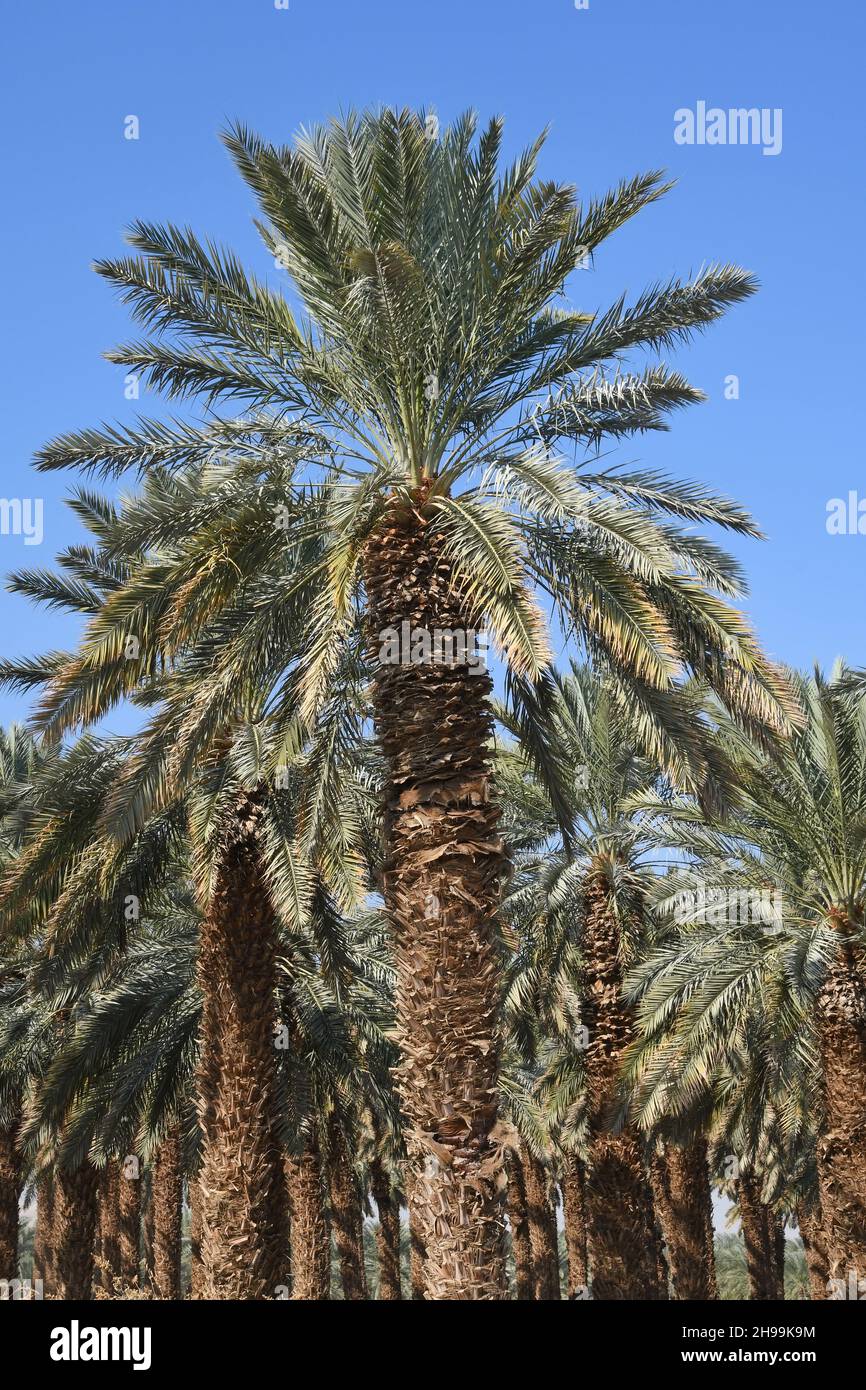 Judean date palm hi-res stock photography and images - Alamy