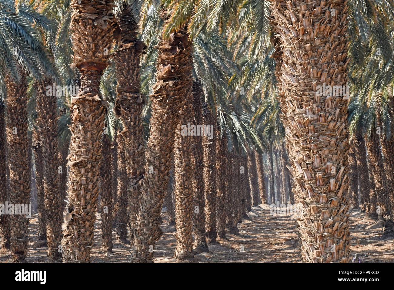 Israel palm trees hi-res stock photography and images - Alamy
