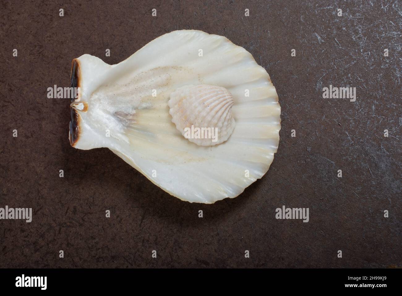 Natural seashell macro texture. Seashells background texture Stock ...