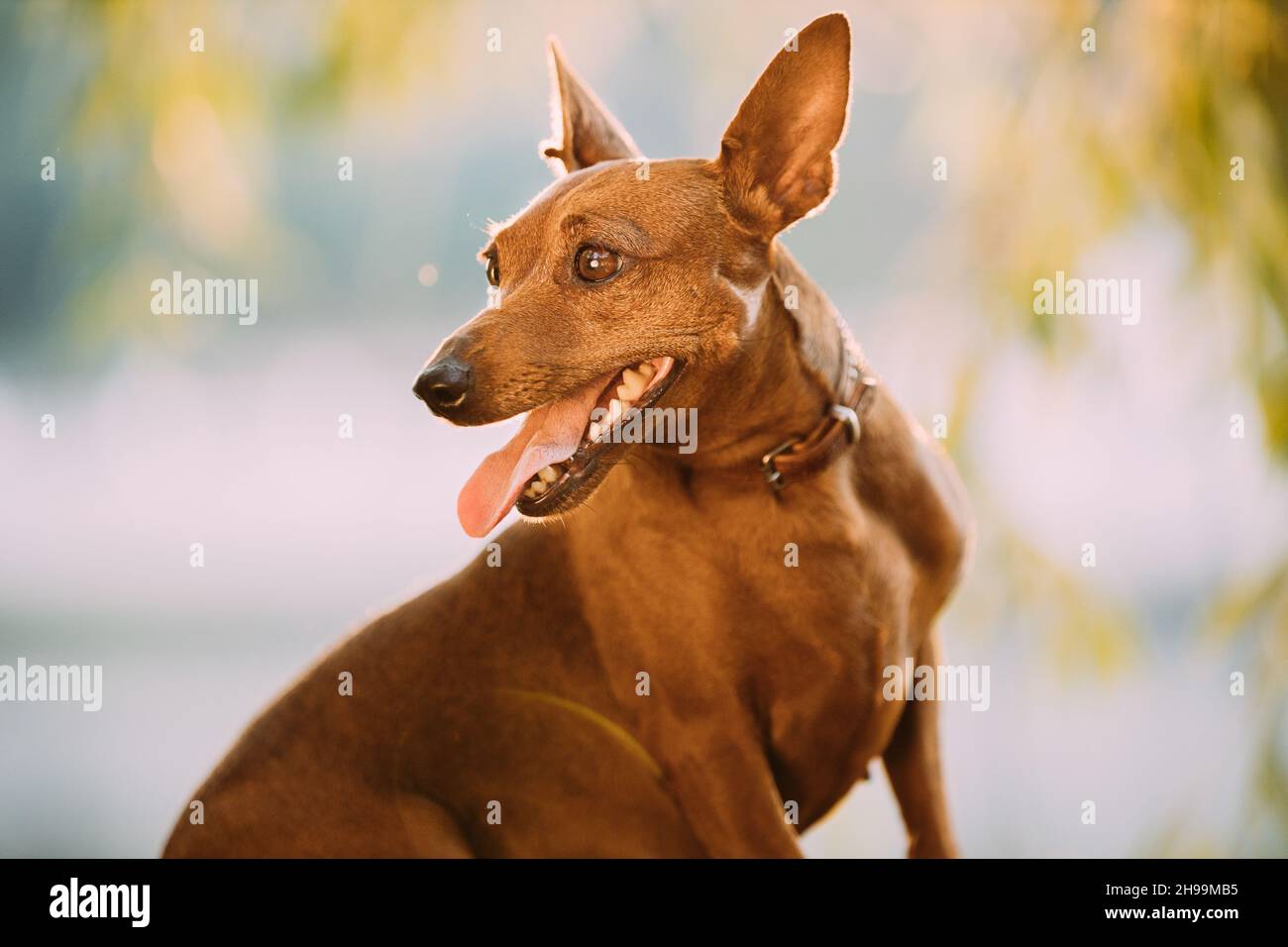 Brown Min Pin, miniature, pincher, Pinscher, Zwergpinscher Sitting ...