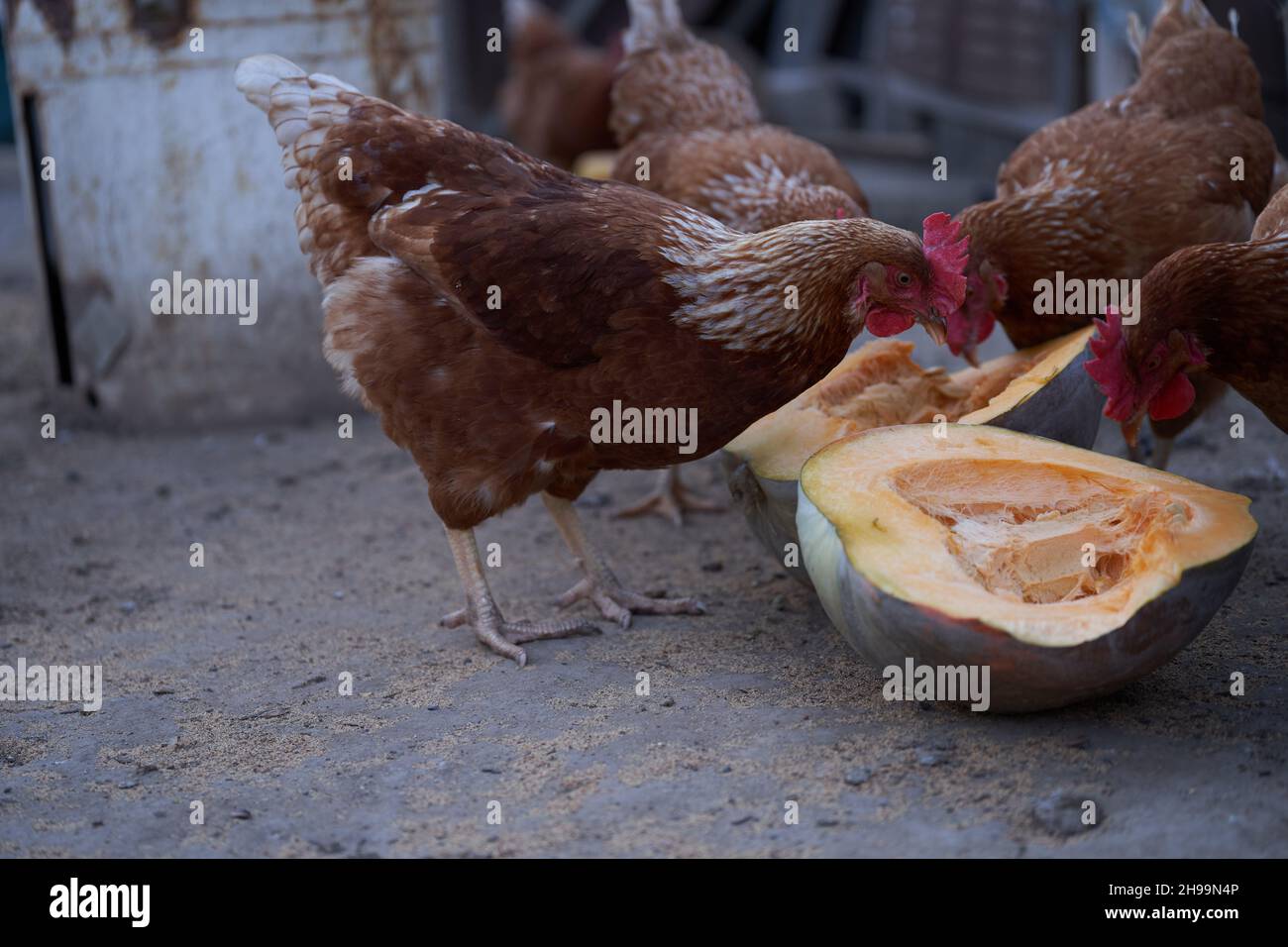 Broiler chickens peck at a cut pumpkin Stock Photo - Alamy