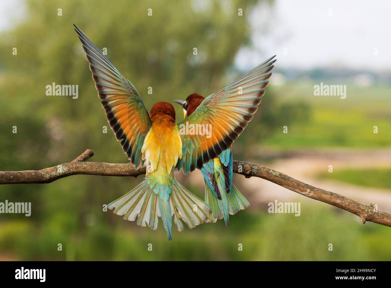 Bright bird close up hi-res stock photography and images - Alamy