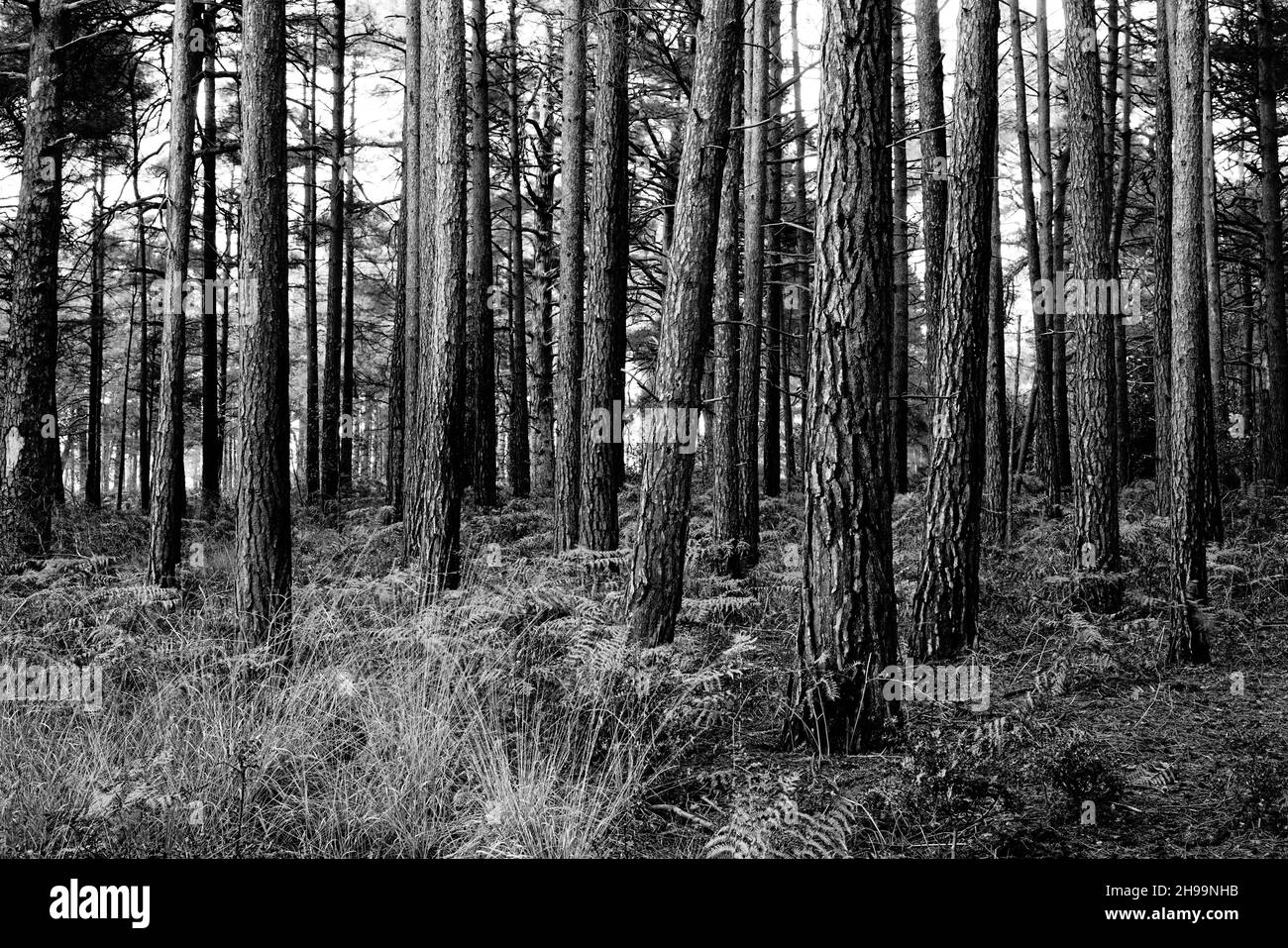 Pine forest in high contrast black and white Stock Photo - Alamy