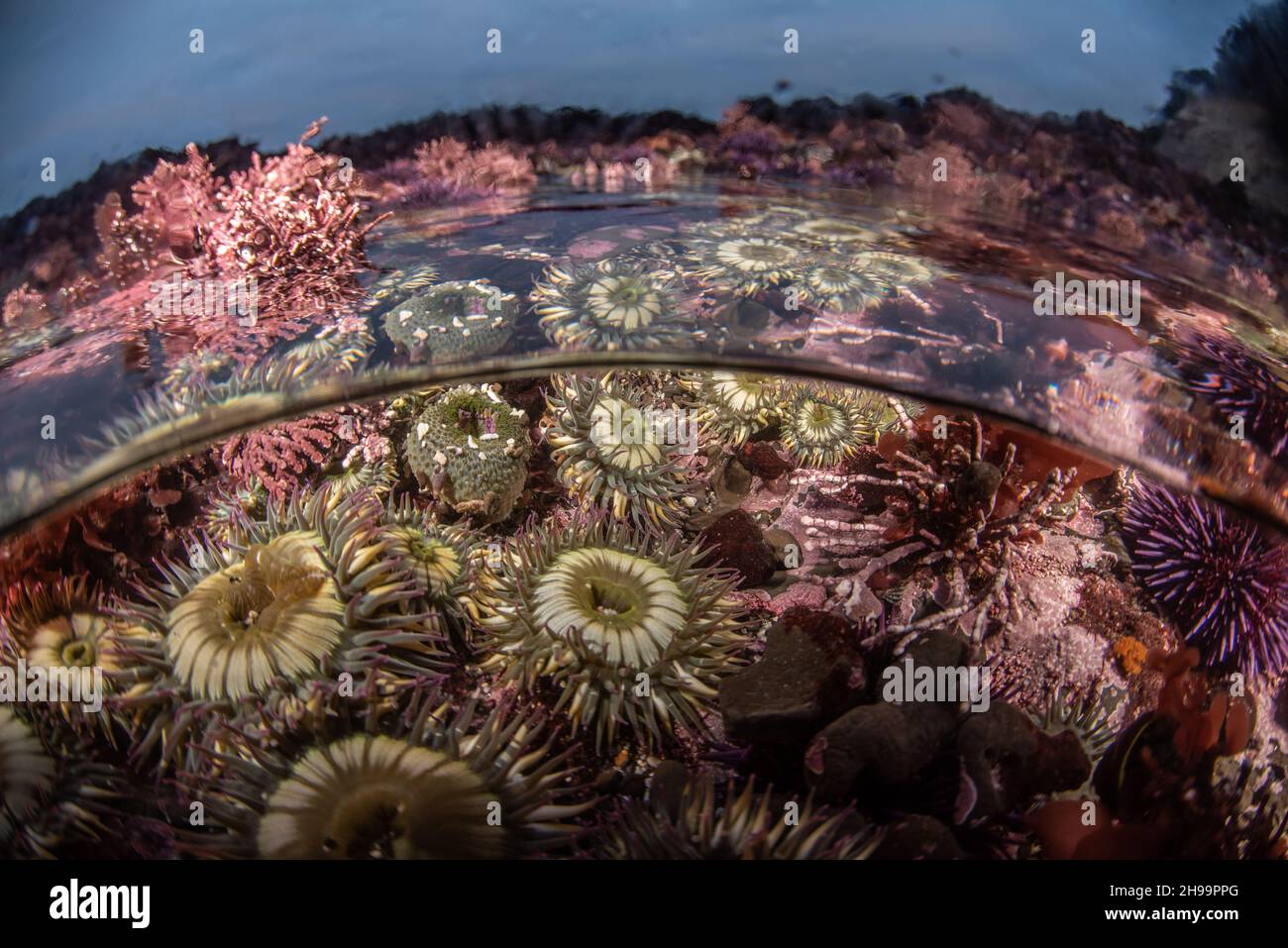 A split level image of Aggregating anemones (Anthopleura elegantissima ...