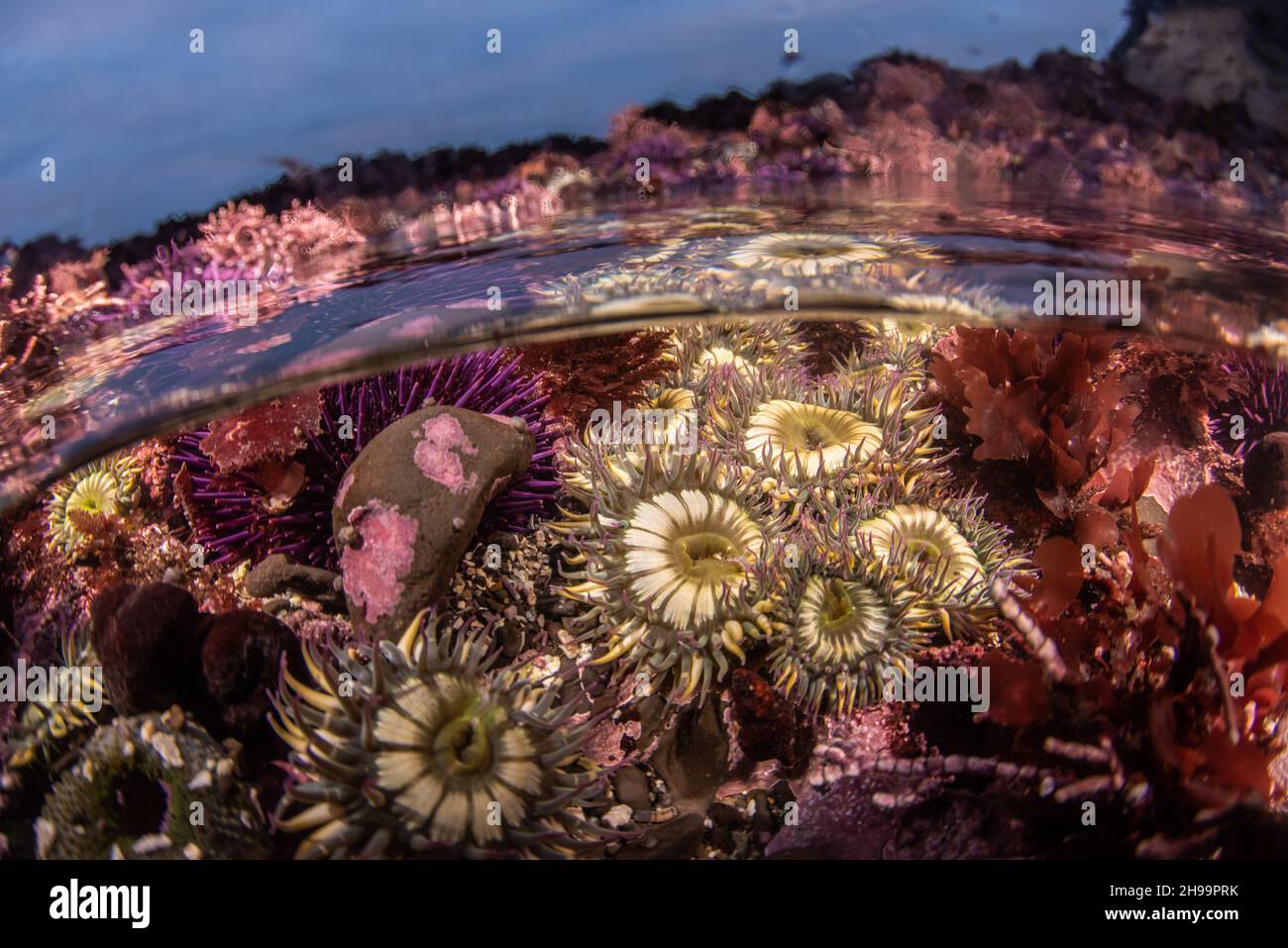 A split level image of Aggregating anemones (Anthopleura elegantissima ...