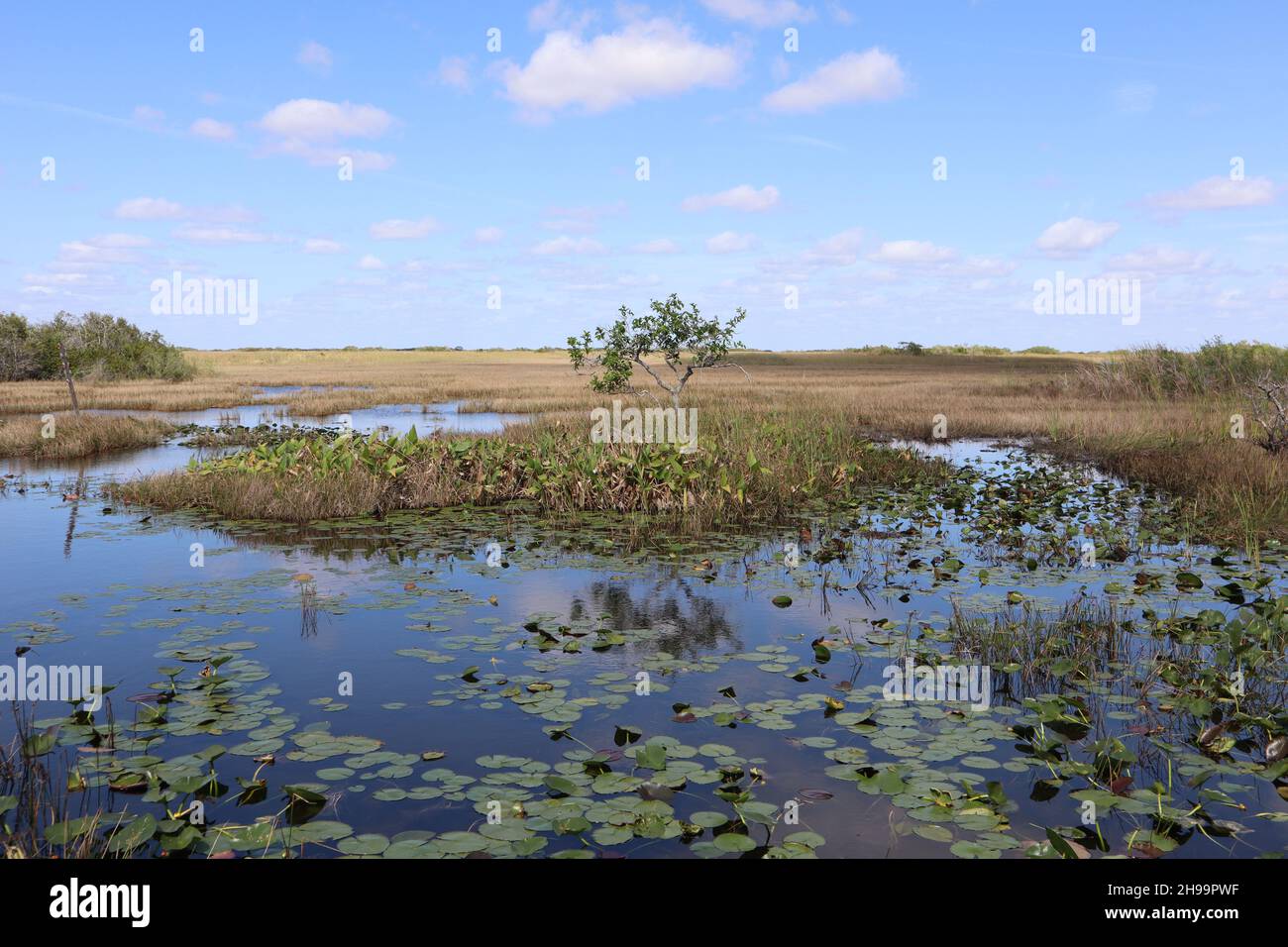 Everglades Landscape High Resolution Stock Photography and Images - Alamy