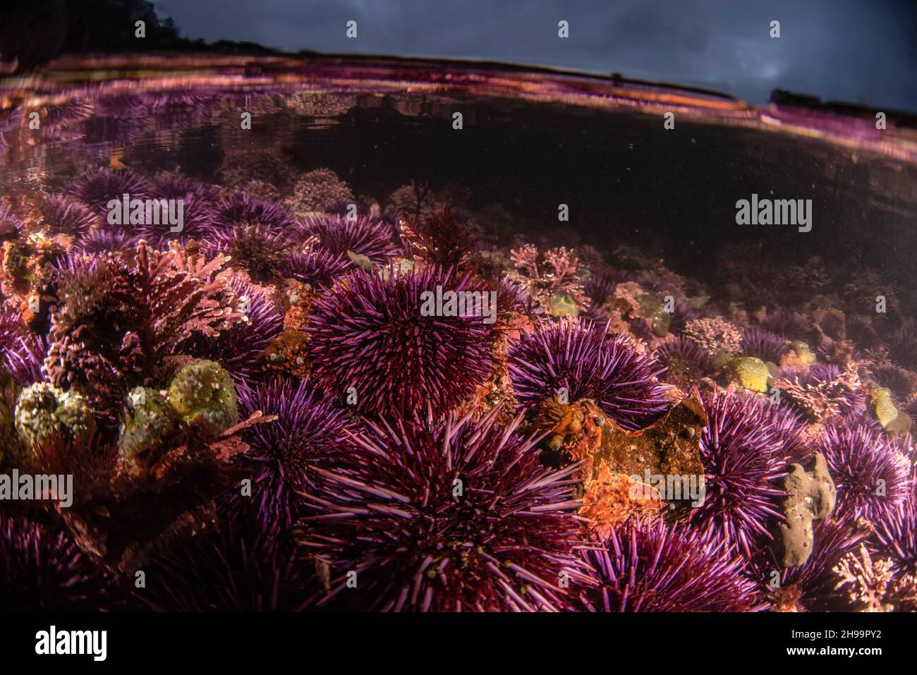 Large aggregations of Pacific purple sea urchins (Strongylocentrotus ...