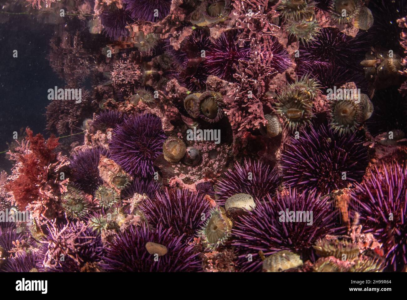 Large aggregations of Pacific purple sea urchins (Strongylocentrotus ...