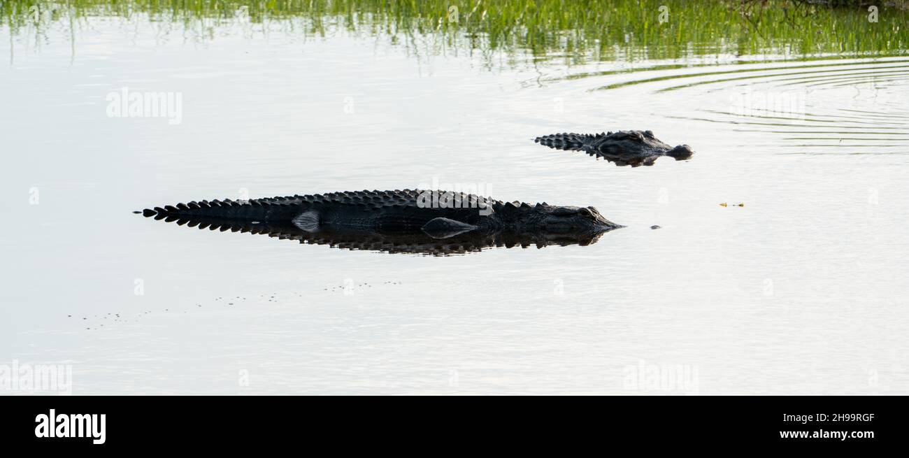 Alligators swimming hi-res stock photography and images - Alamy