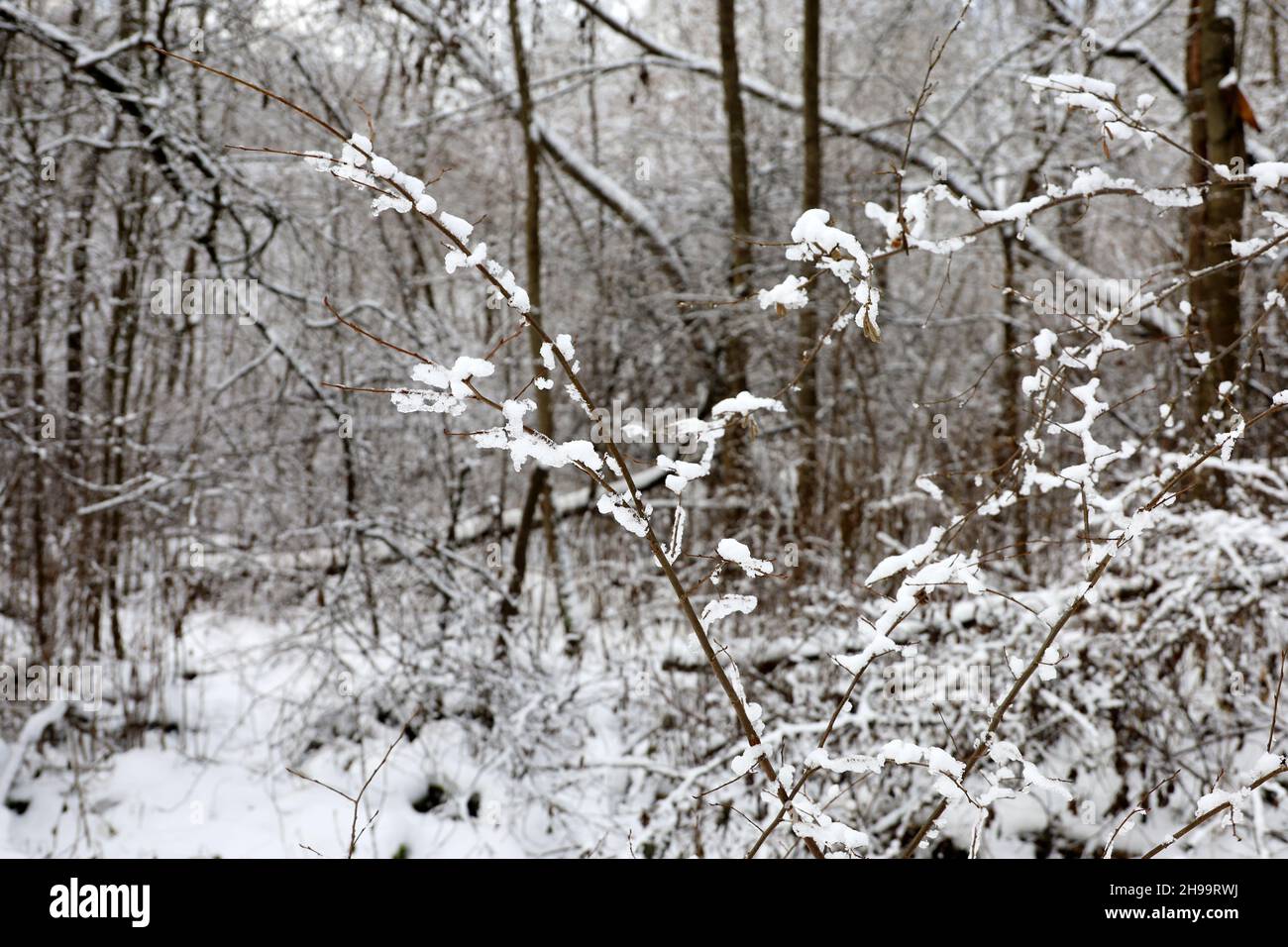 Snowfall frost hi-res stock photography and images - Alamy