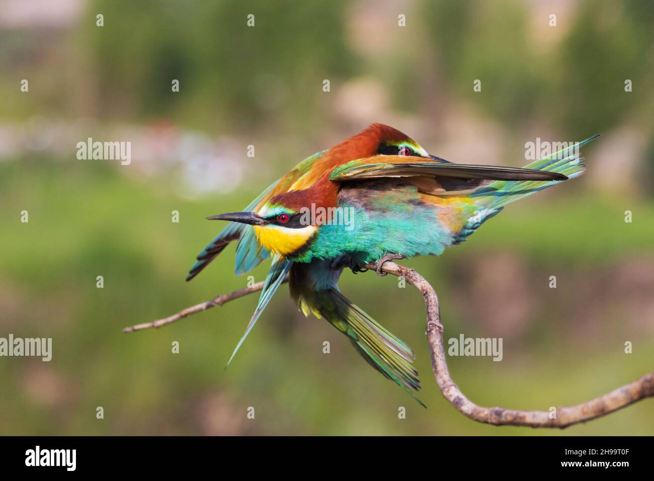 two birds of paradise merged on a branch Stock Photo - Alamy