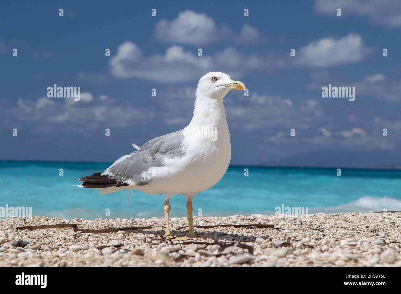 A close-up of a common seagull bird standing on a coastal waterfront ...