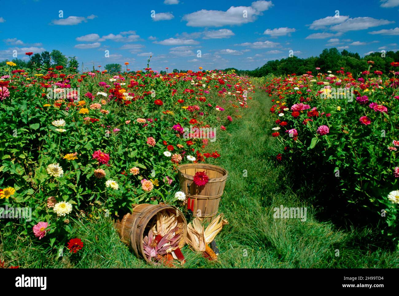 Zinnias in farm field hi-res stock photography and images - Alamy