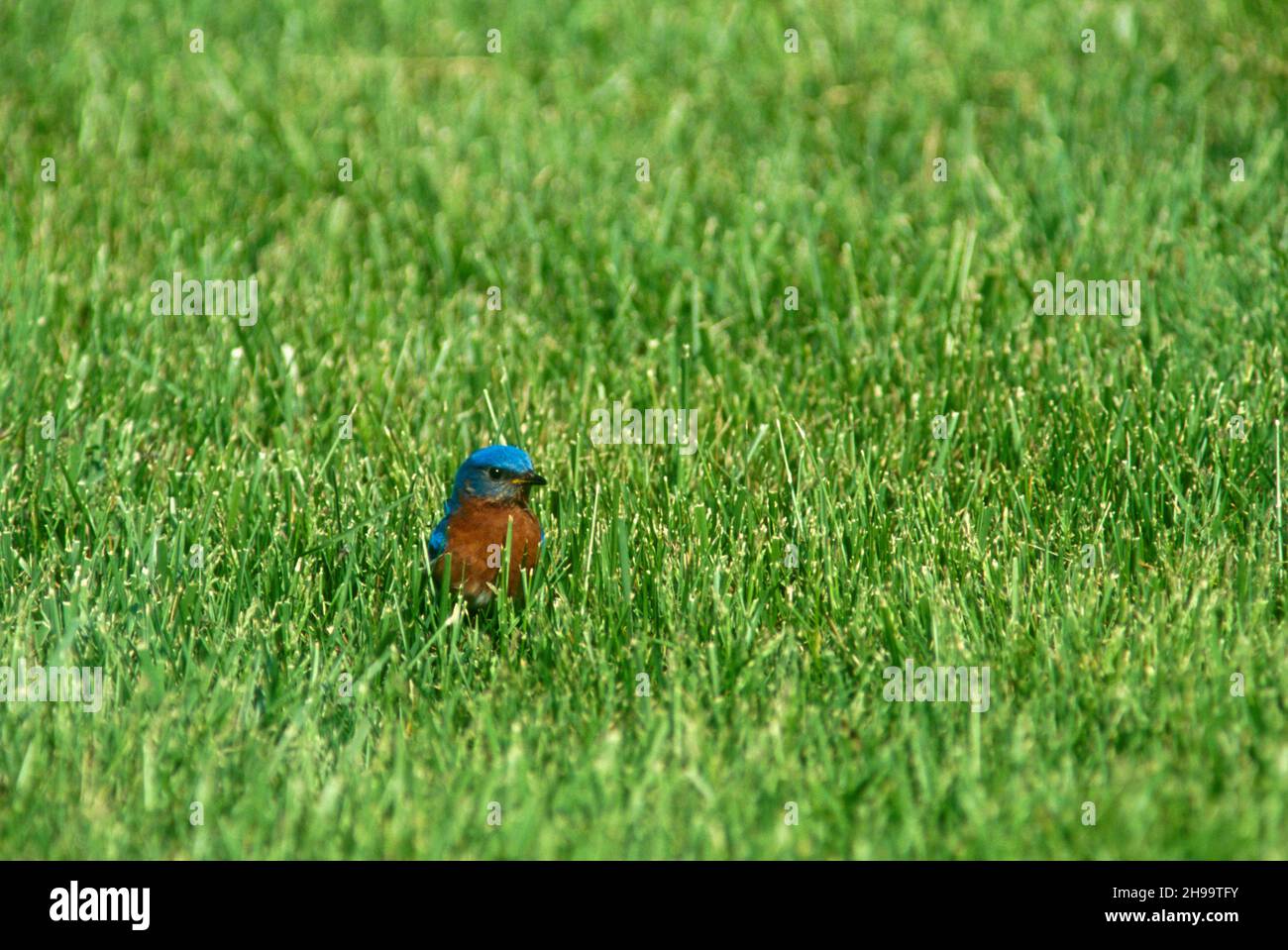Large bird walking hi-res stock photography and images - Alamy