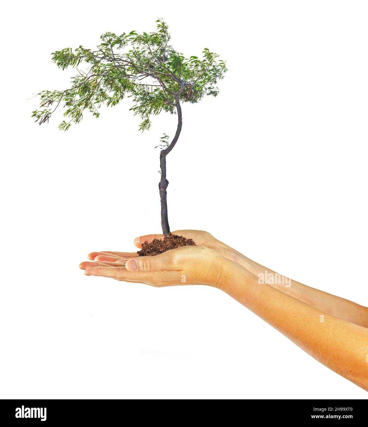 Hands planting a tree Cut Out Stock Images & Pictures - Alamy