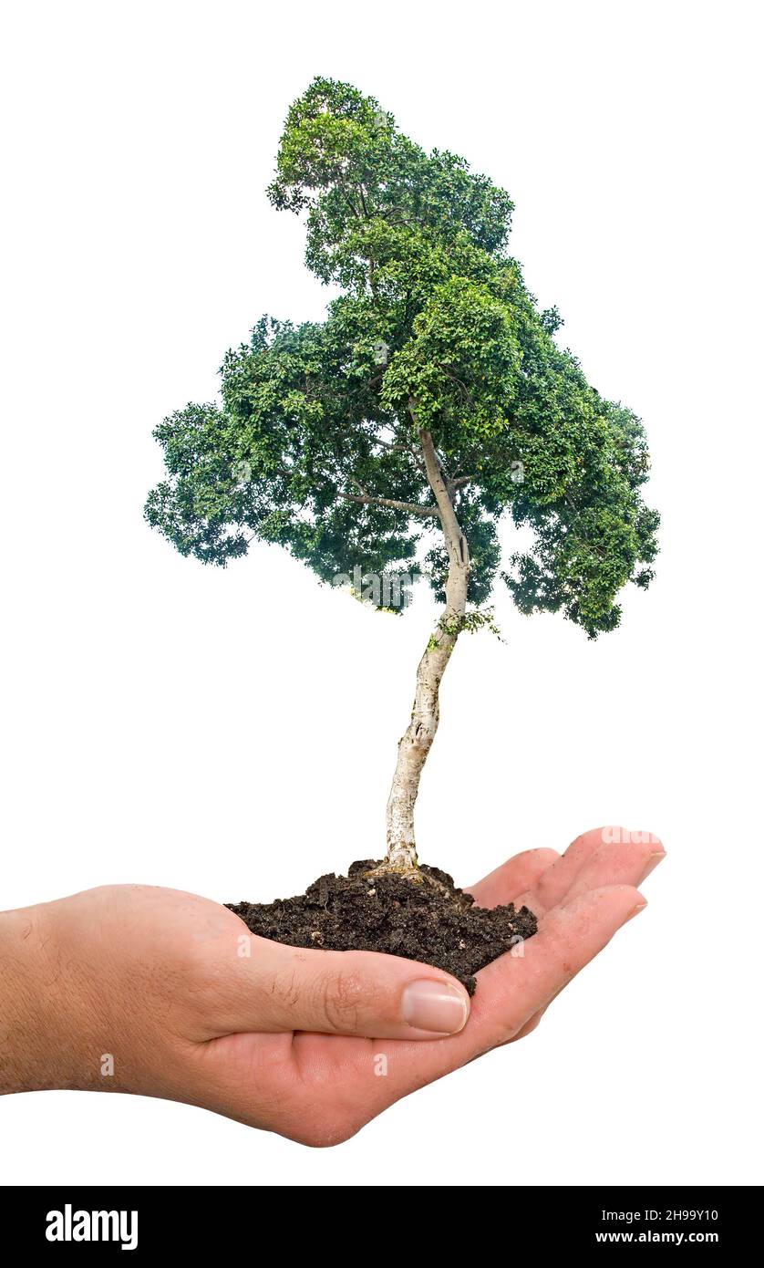 Man up a tree Cut Out Stock Images & Pictures - Alamy