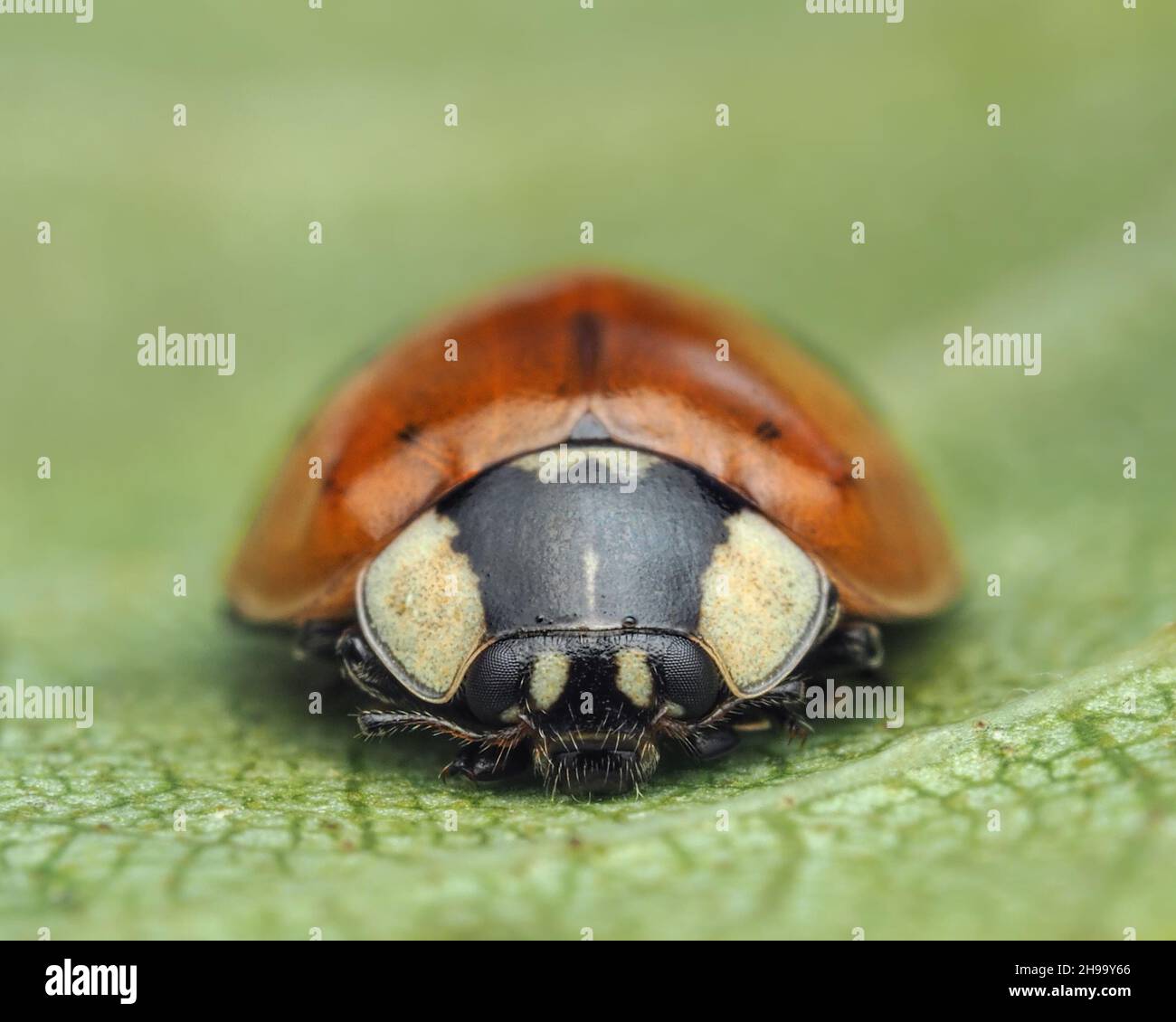 Frontal view of 2-spot Ladybird (Adalia bipunctata) at rest on birch ...