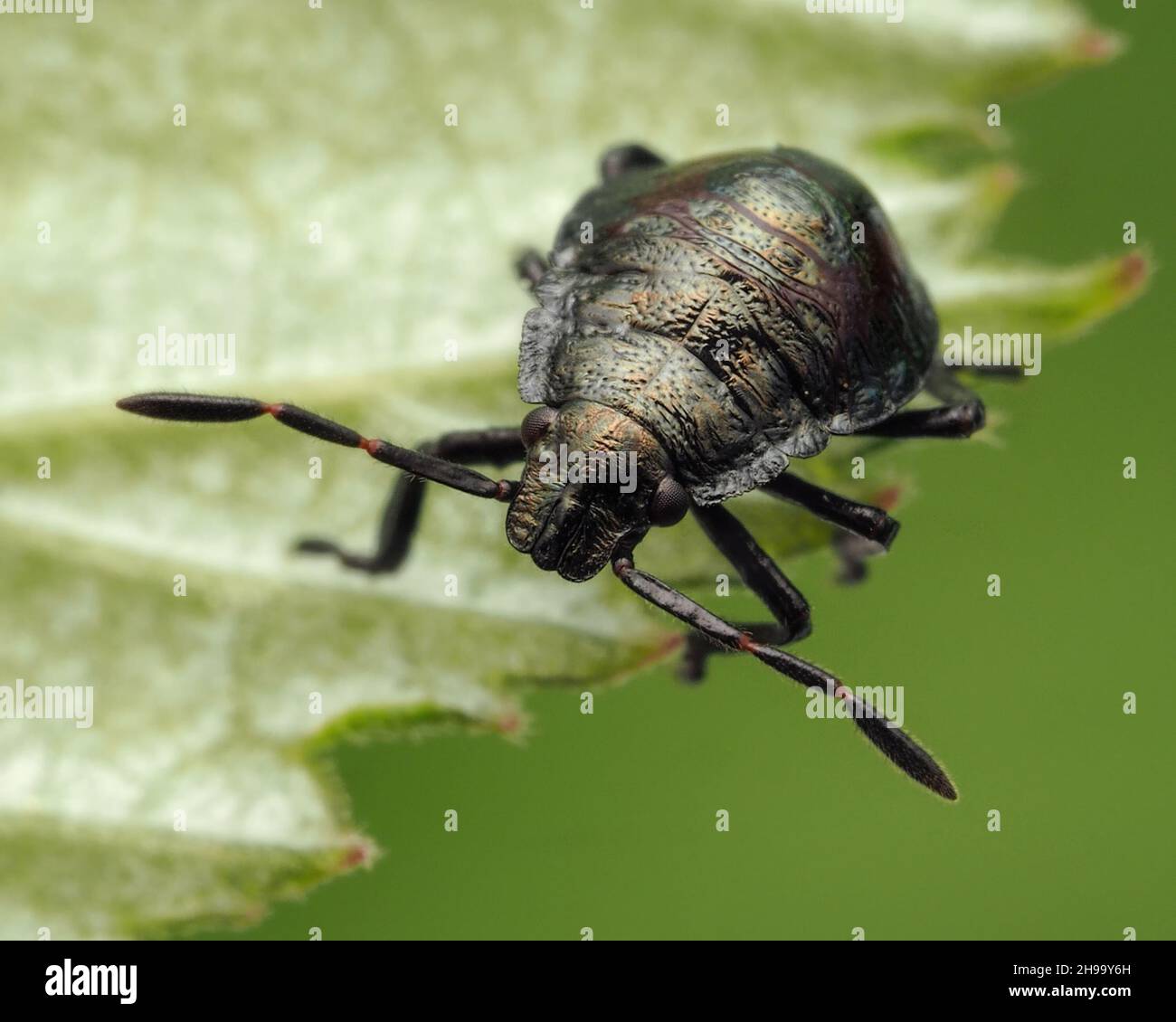 Spiked shieldbug nymph hi-res stock photography and images - Alamy