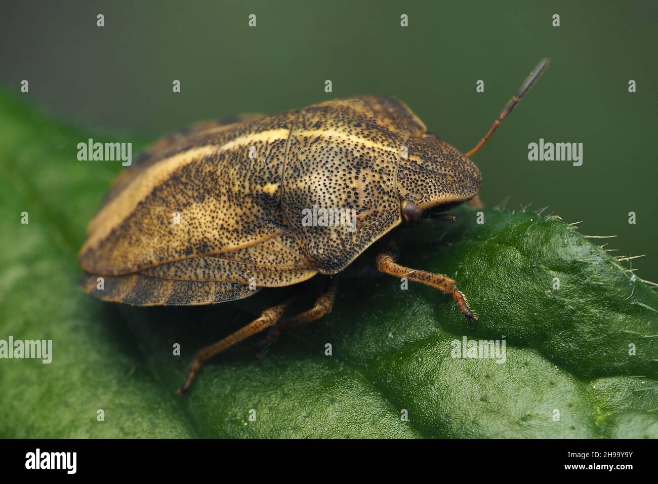 Tortoise Shieldbug (Eurygaster testudinaria) resting on leaf. Tipperary ...