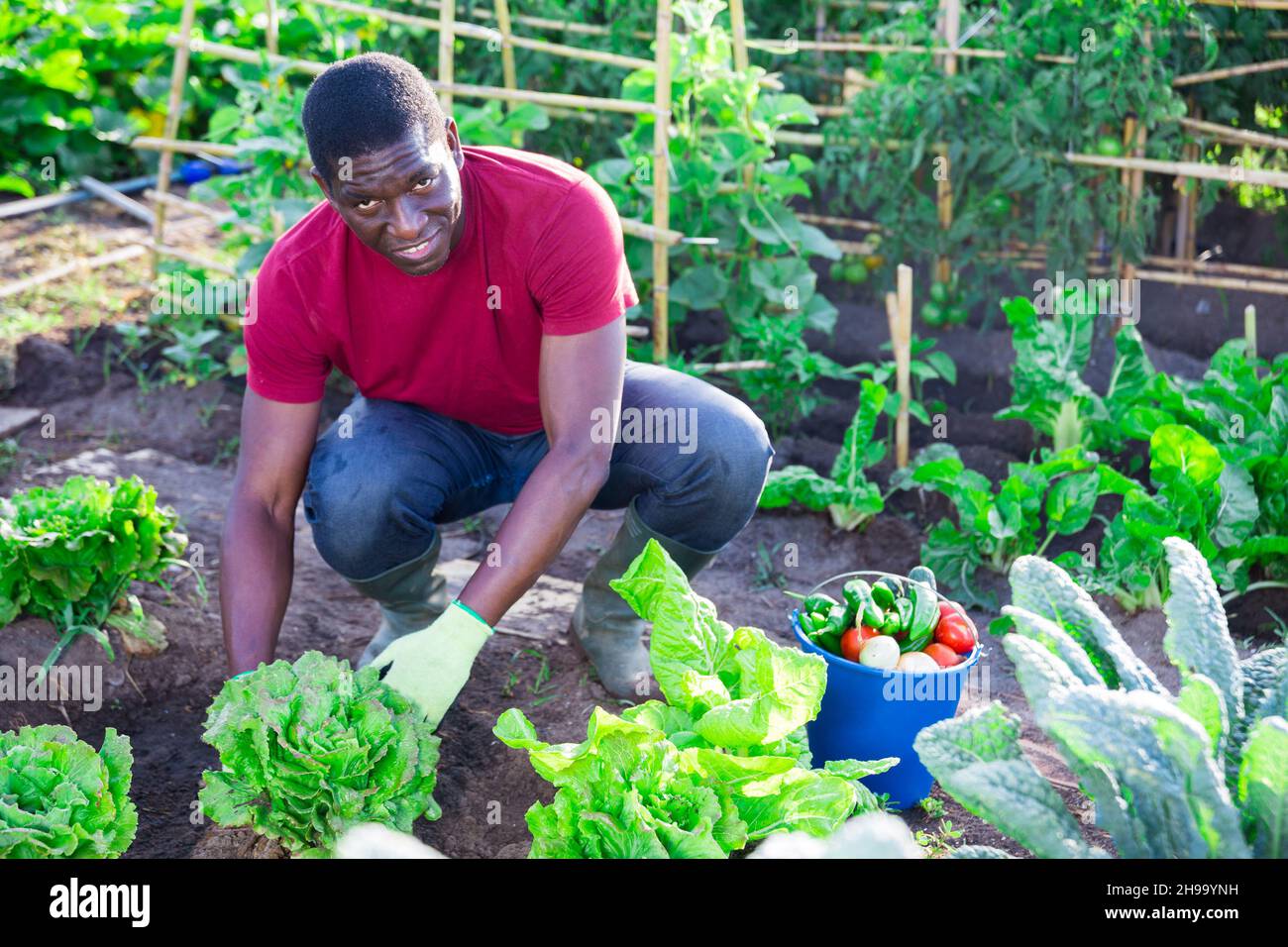 African american man cultivates cabbages on beds in garden Stock Photo ...